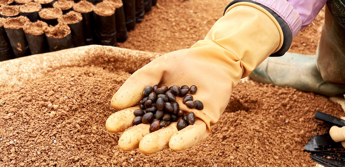 GROWING CASSIA TECHNIQUE IN VIETNAM | TECHVINA