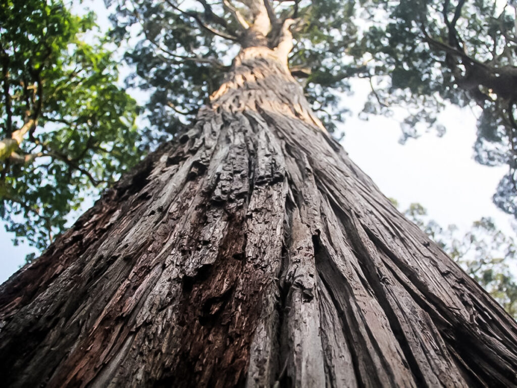 VIETNAMESE SIAM WOOD OIL | TECHVINA